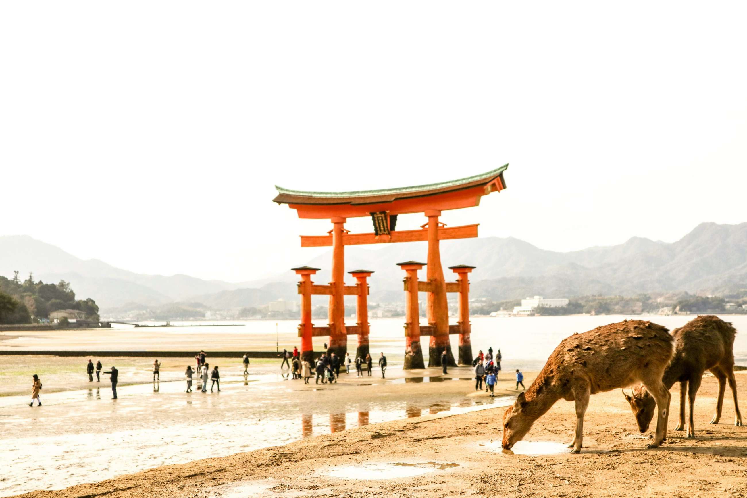 Tokyo to Hiroshima Day Trip 2026 | Shinkansen Guide, Tours & Prices